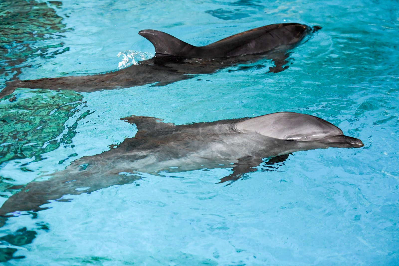 Russia Using Dolphins to Protect Black Sea Naval Base - IndiaWest ...