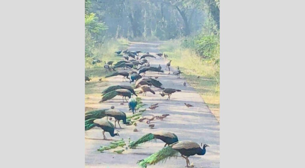 Bihar’s ‘Peacock Village’ Sees Dwindling Numbers of the Birds ...