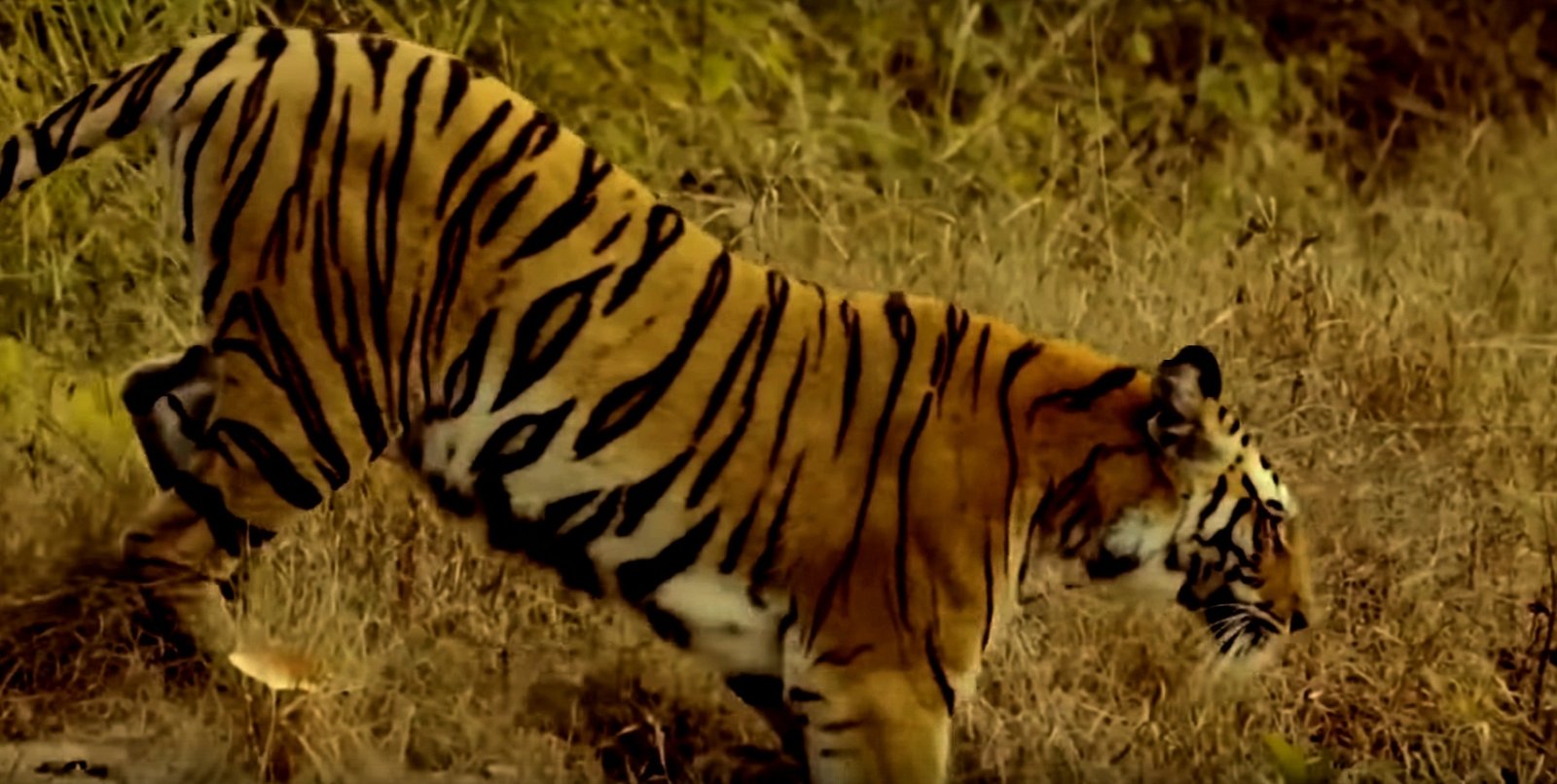 Bihar Struggling With Rising Tiger Numbers - IndiaWest News