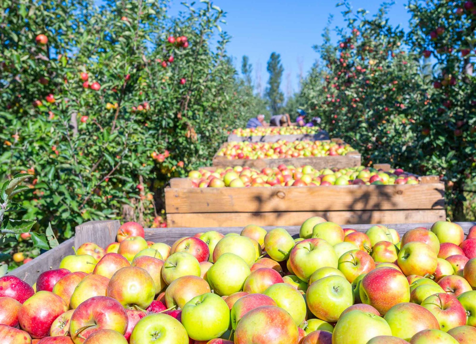 Tariffs On Apples: US Farmers Happy, Himachal Pradesh Not So Much ...
